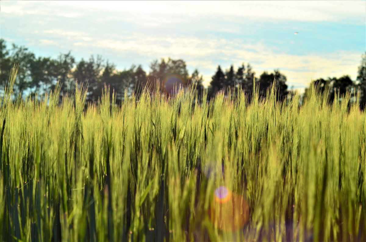 FACES OF PEI FOOD - Farm and Food Care PEI