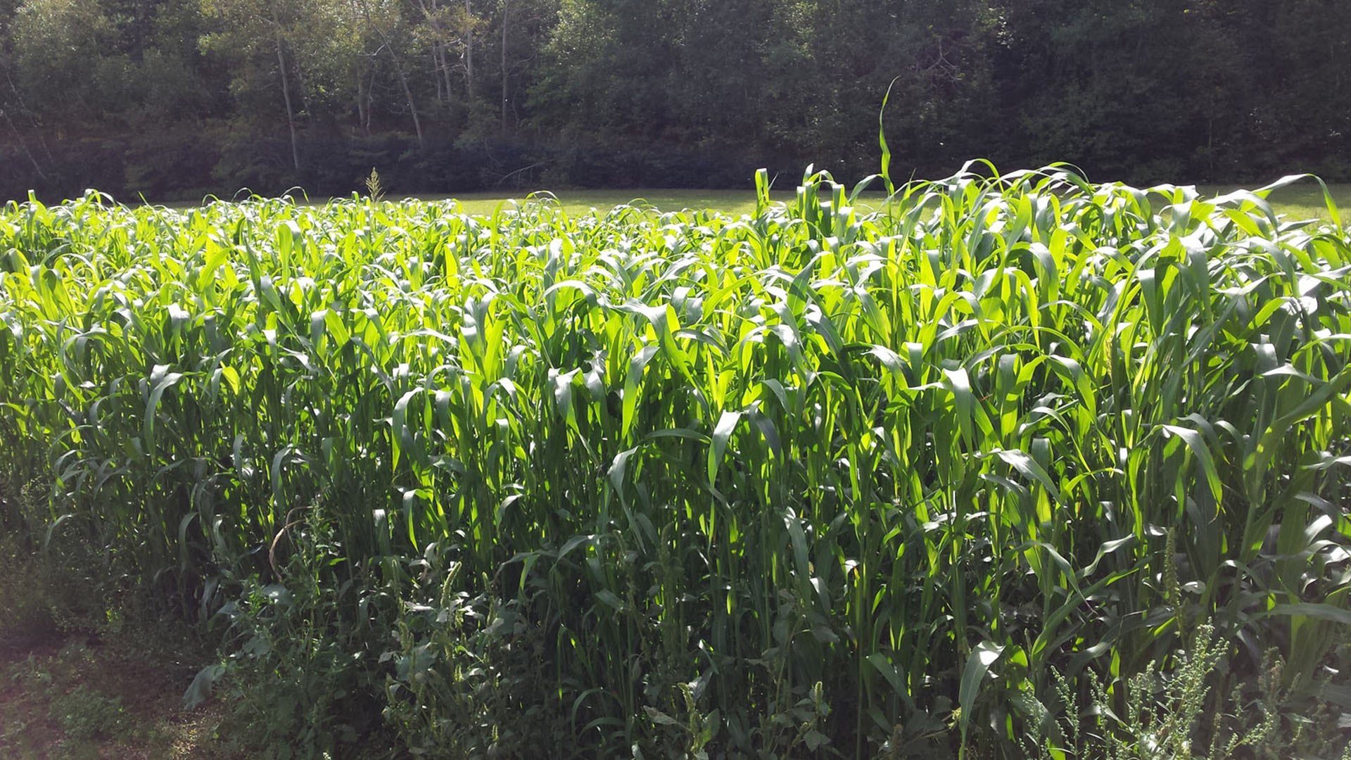 Sorghum Sudangrass - Farm and Food Care PEI