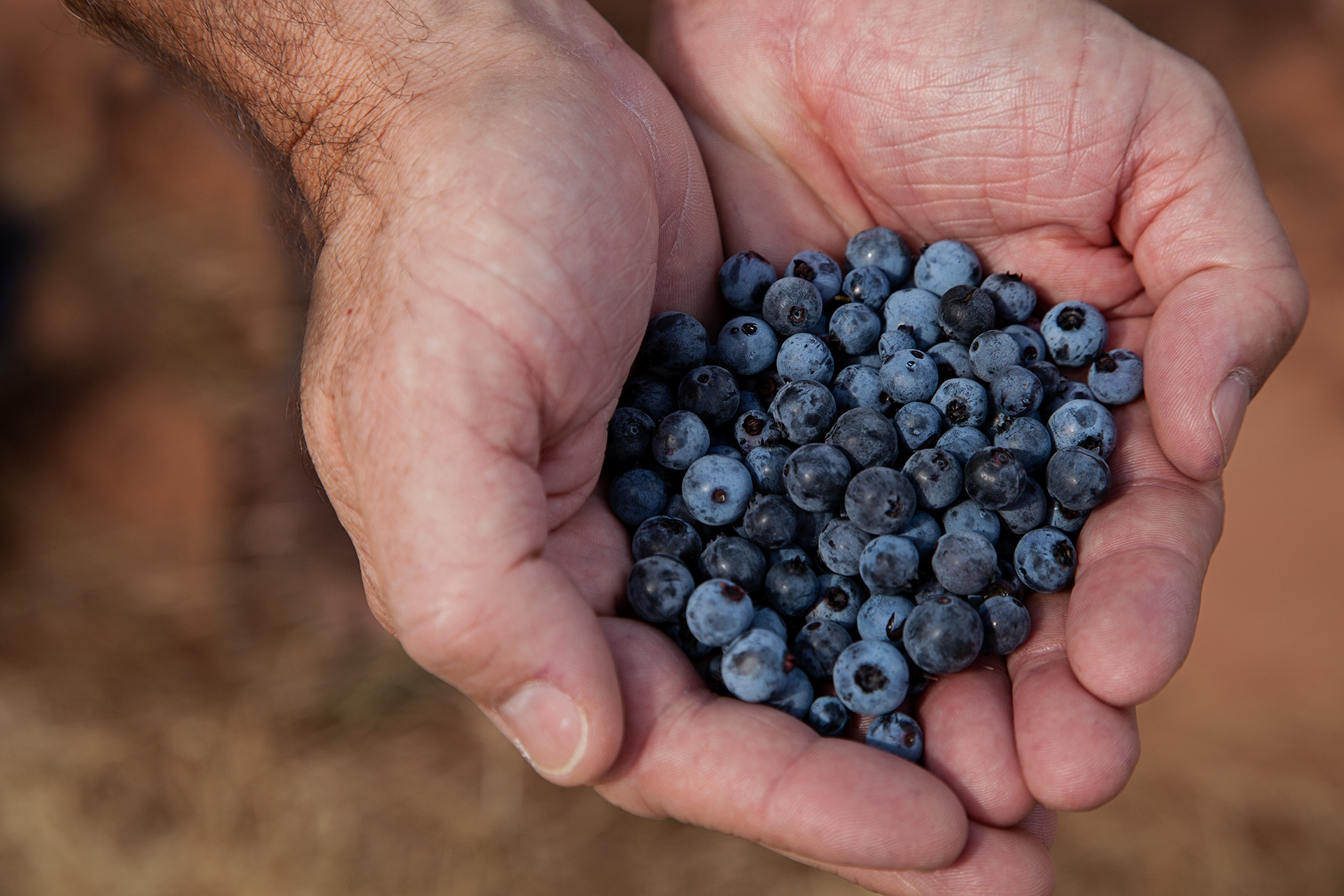 Wild Blueberries Ireland